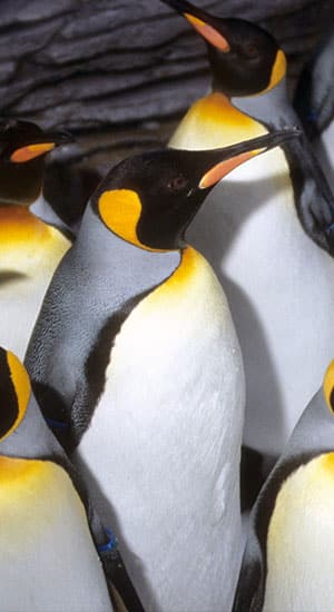 La classification des animaux marins, une incursion dans l'arbre de la ...