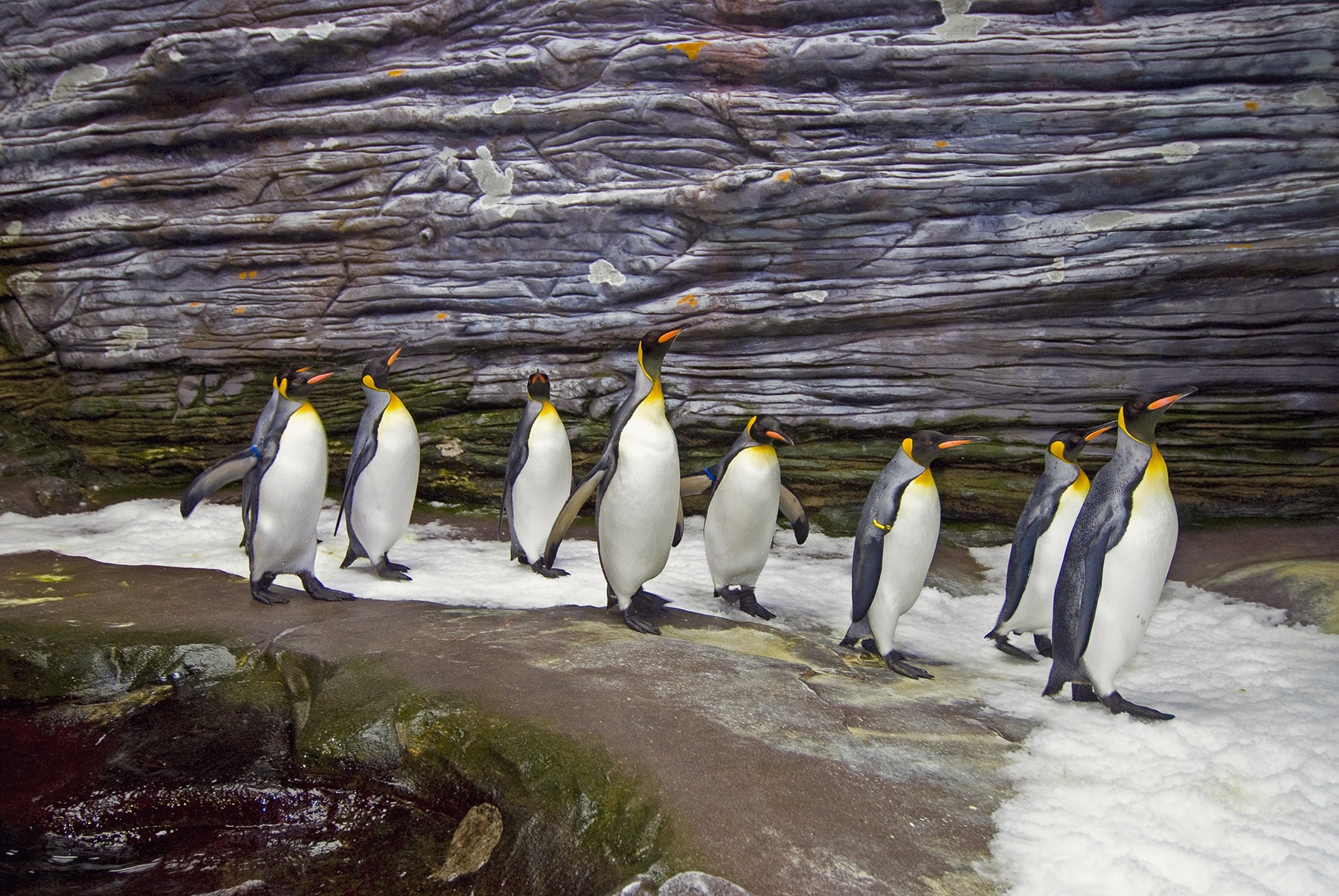 Polar pavilion - Océanopolis - Aquarium and leisure park in Brest