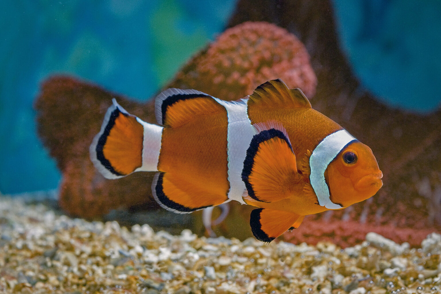 Le poisson-clown - Oceanopolis