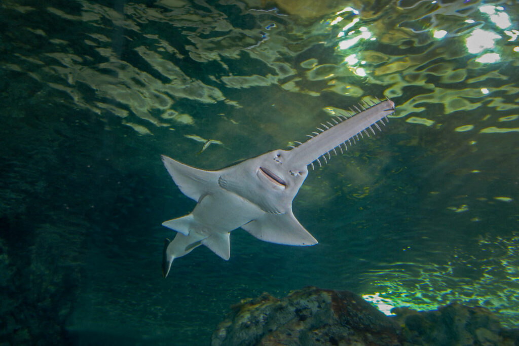 Le poisson-scie - Oceanopolis