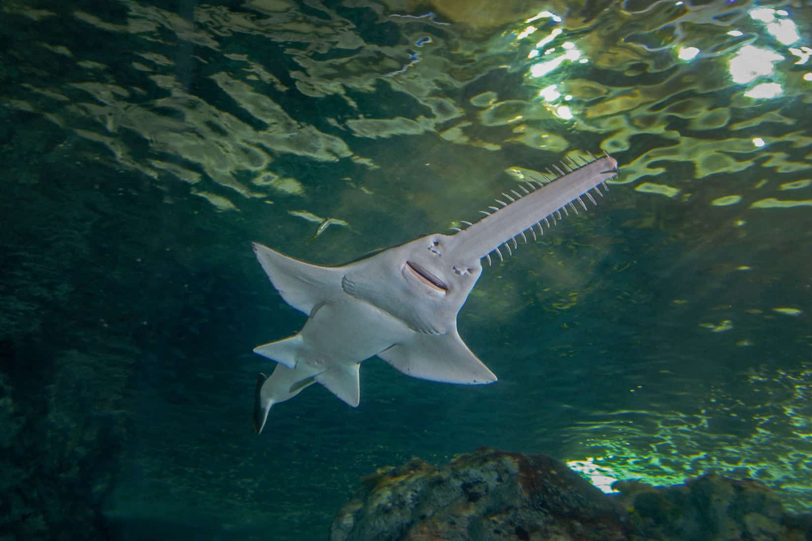 Le poisson-scie - Oceanopolis