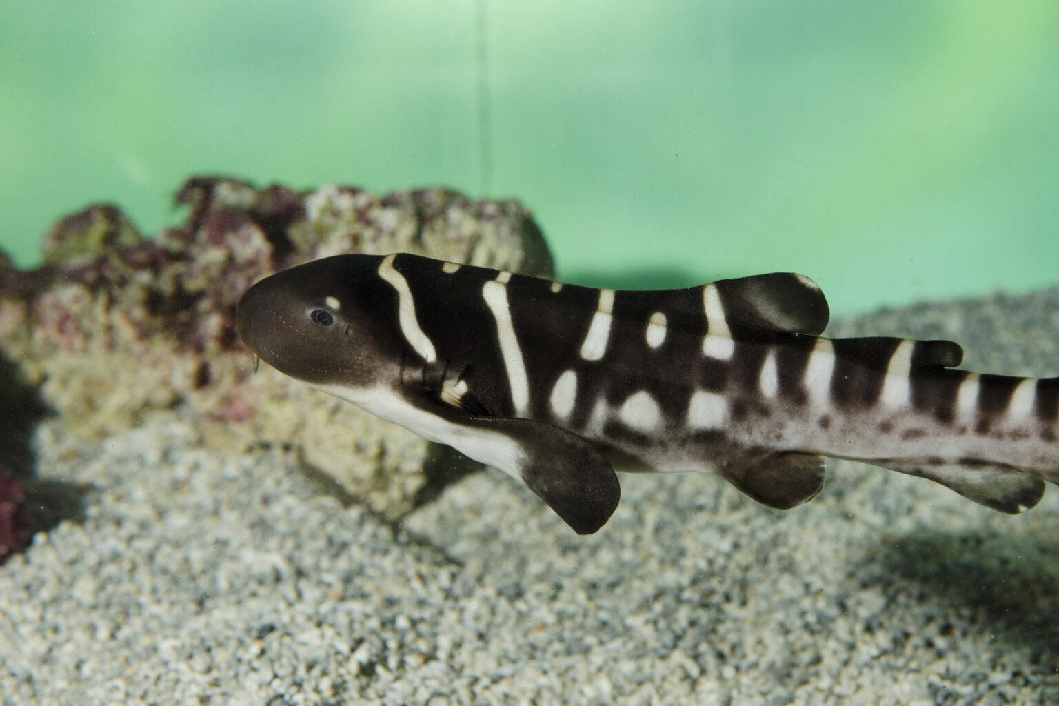 Le requin-zèbre - Oceanopolis