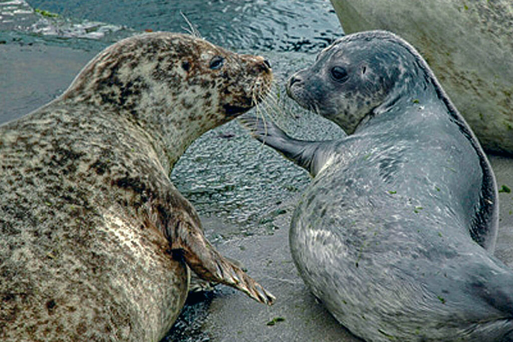 La classification des animaux marins, une incursion dans l'arbre de la ...