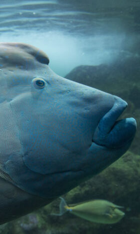 Les animaux - Océanopolis