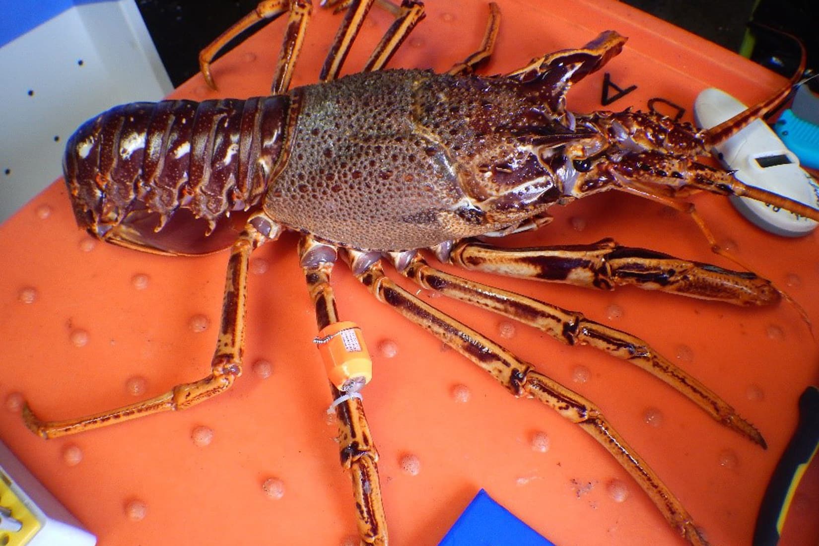 Conférence du mardi 5 mars 2019 à Océanopolis