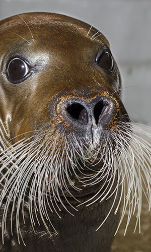 La saison des amours à Océanopolis - Océanopolis