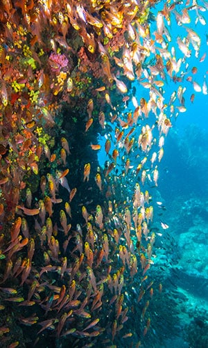 Poisson Hachette SIDE VIEW OF HATCHET FISH Stock Photo Alamy