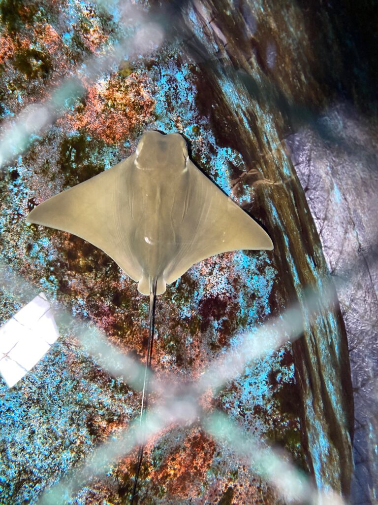 Naissance d'une raie Mourine - Océanopolis