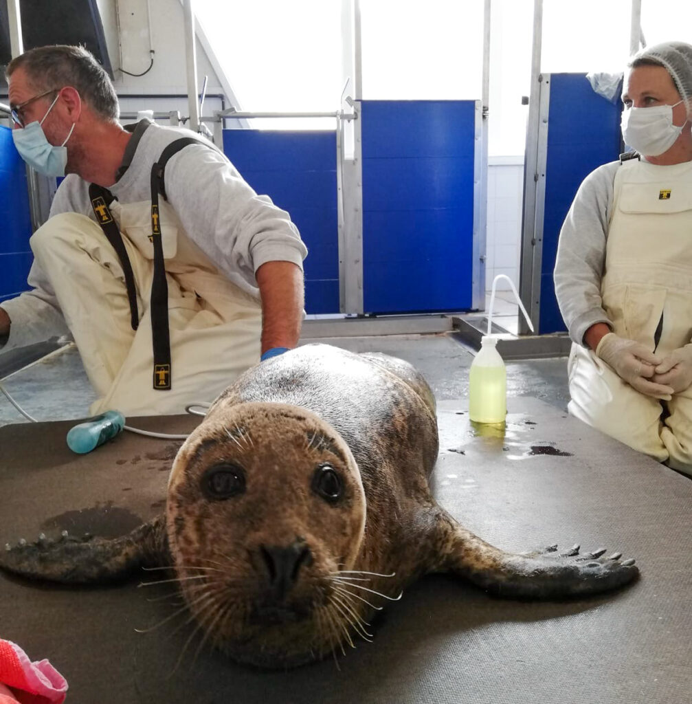 LE PHOQUE L9 ACCUEILLI AU CENTRE DE SOINS À OCÉANOPOLIS - Océanopolis