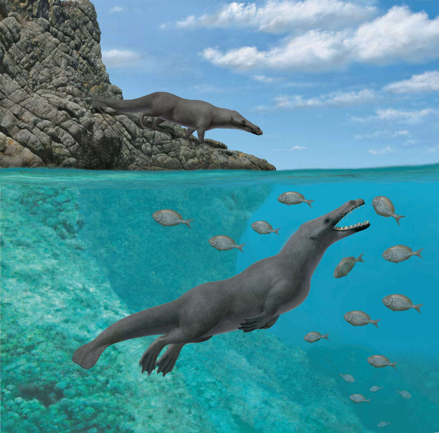 05.10 : Baleines à dents et cétacés à pattes - Océanopolis