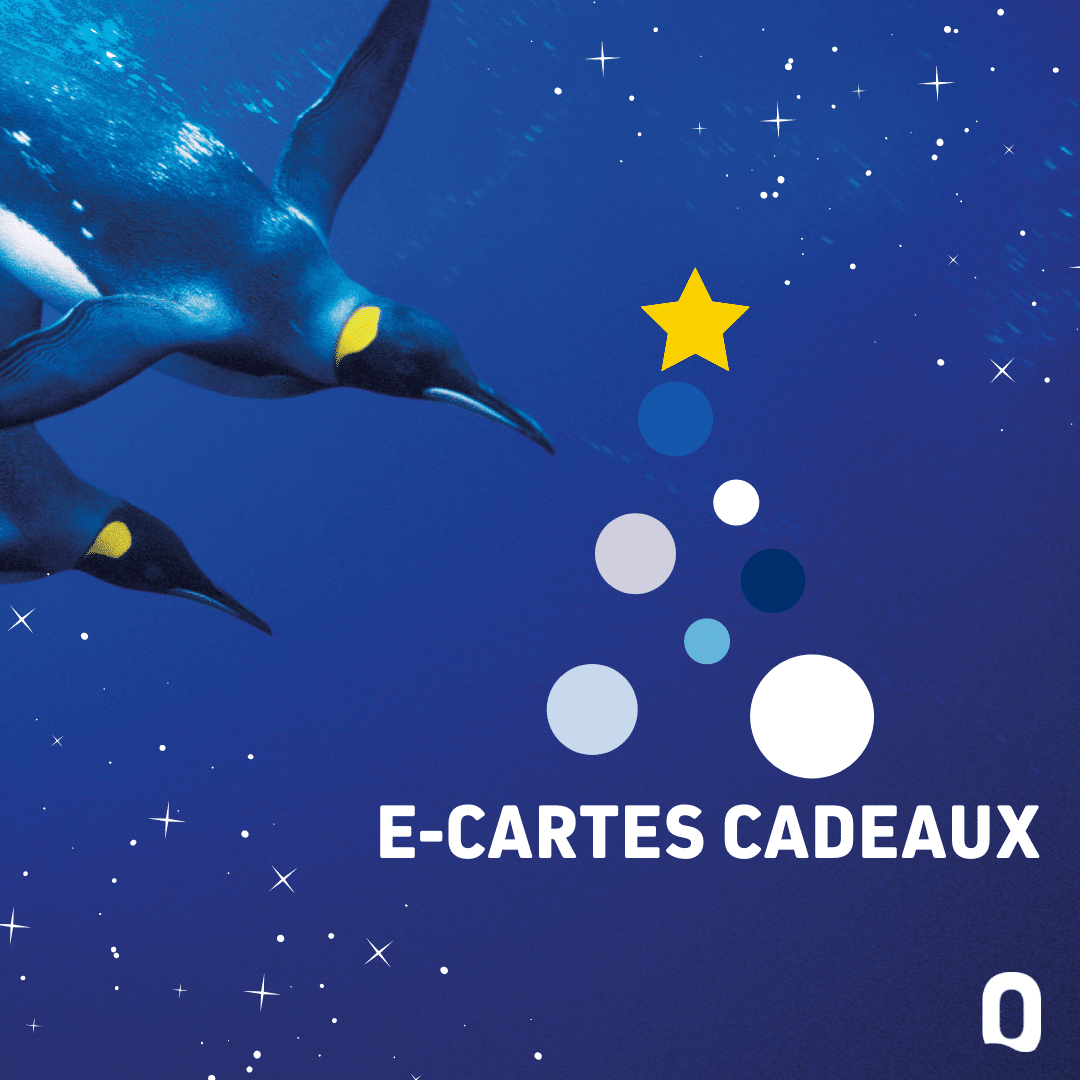 Offrez Océanopolis en cadeau ! - Océanopolis
