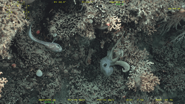 Le programme ARDECO sur les coraux d’eau froide s’installe dans le ...