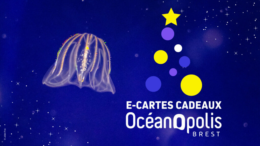 Pour Noël, faites le plein de cadeaux à Océanopolis ! - Océanopolis
