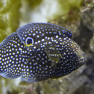 Le poisson comète - Oceanopolis