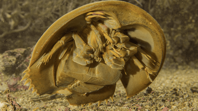 La limule - Oceanopolis