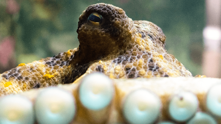 Le poulpe - Oceanopolis