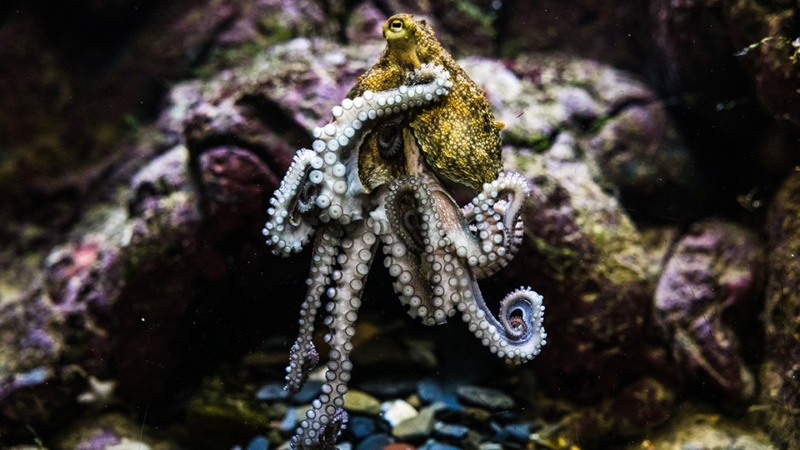 Le poulpe - Oceanopolis