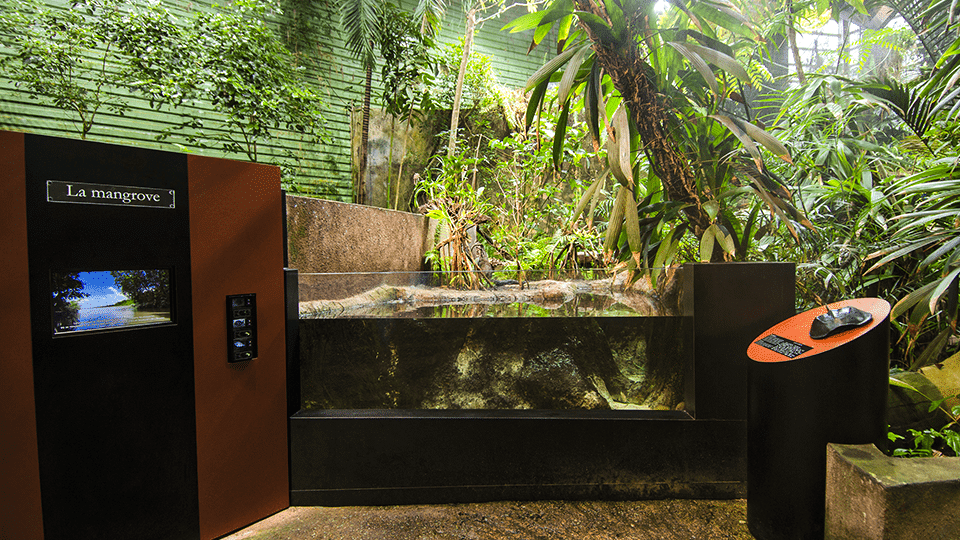 Océanopolis accueille trois nouvelles limules au pavillon tropical ! - Océanopolis