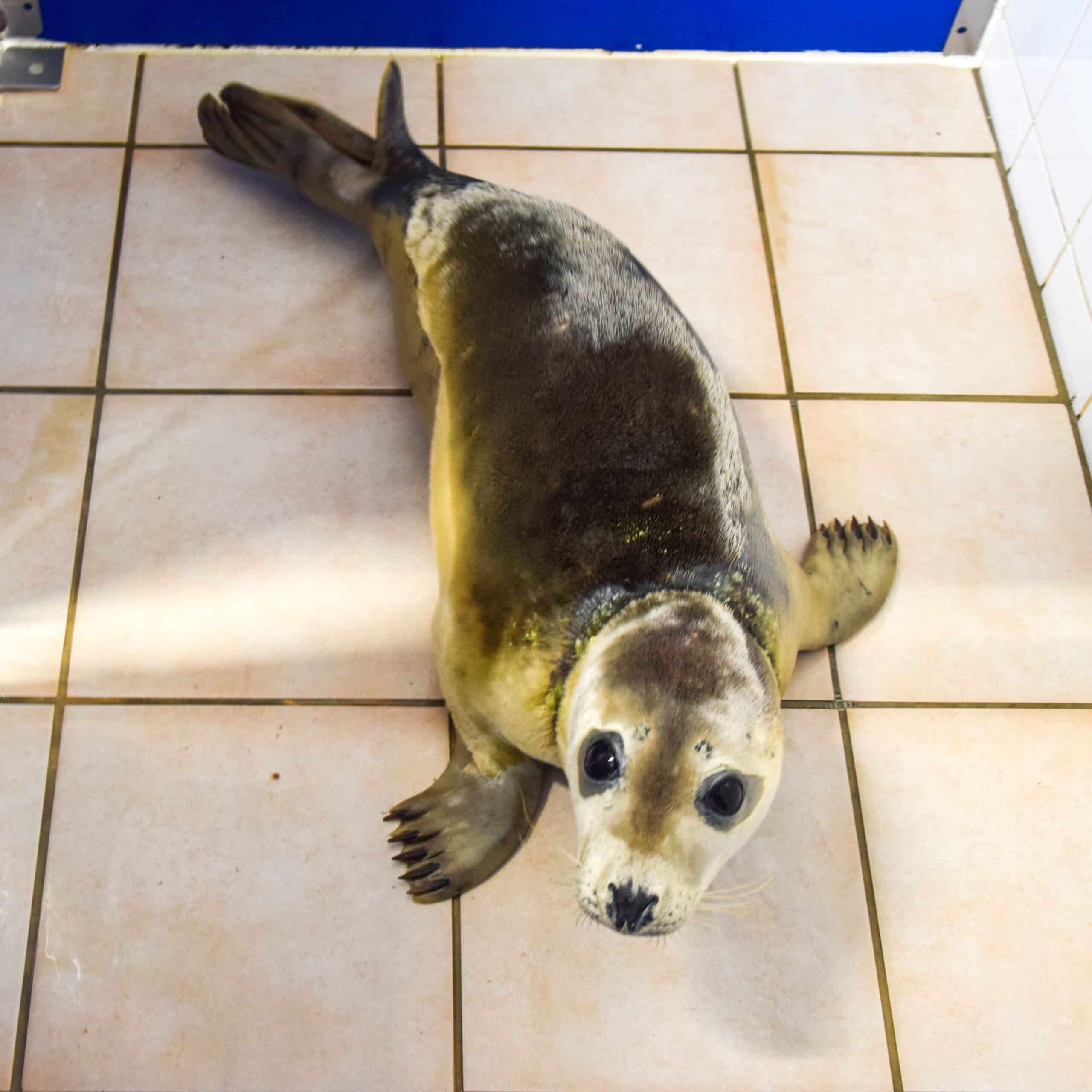 Le 743ème phoque a été accueilli au centre de soins ACMOM - Océanopolis